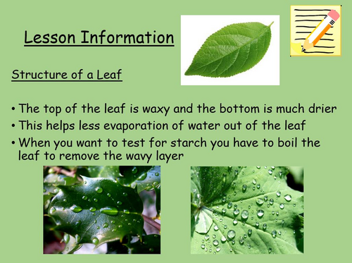 KS3 Biology Leaves Structure Full Lesson Presentation and Resources ...