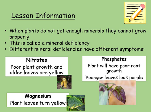 KS3 Biology Plant Minerals and Deficiency Full Lesson Presentation and ...