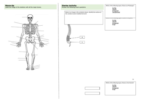 CTEC Sport Unit 1 - Skeletal System - 1.3, 1.4 and 1.5 | Teaching Resources