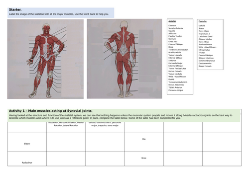 CTEC Sport - Unit 1 - Muscular System - 2.1 & 2.2 | Teaching Resources
