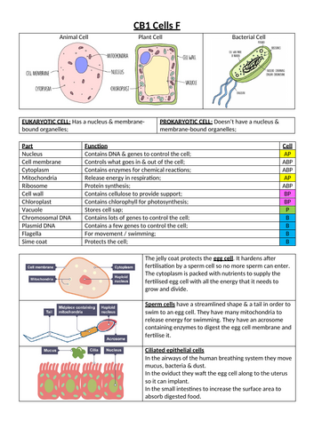 Edexcel GCSE Biology CB1 Cells & Enzymes F | Teaching Resources
