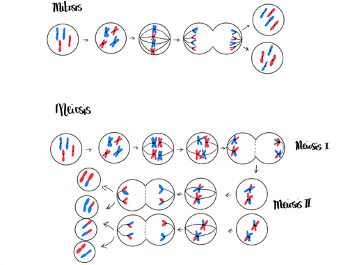 Cell division Meiosis and Mitosis Poster | Teaching Resources