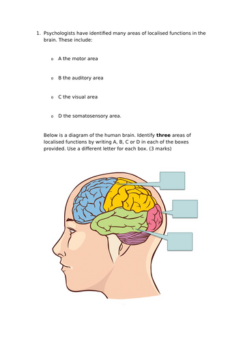 Localization of function - BioPsychology A-Level Psychology (Paper 2 ...