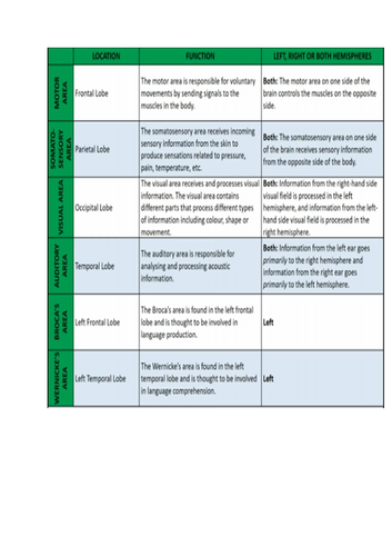 Localization of function - BioPsychology A-Level Psychology (Paper 2 ...