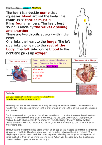 Human Circulatory System lesson 4 Blood Vessels to support Collins Hub ...