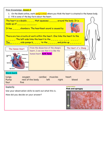 Human Circulatory System lesson 4 Blood Vessels to support Collins Hub ...