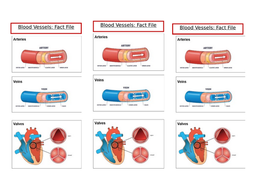 Human Circulatory System lesson 4 Blood Vessels to support Collins Hub ...