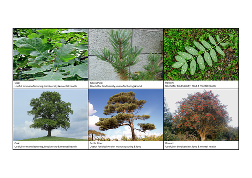 Identifying Trees & Their Benefits with Card Games | Teaching Resources