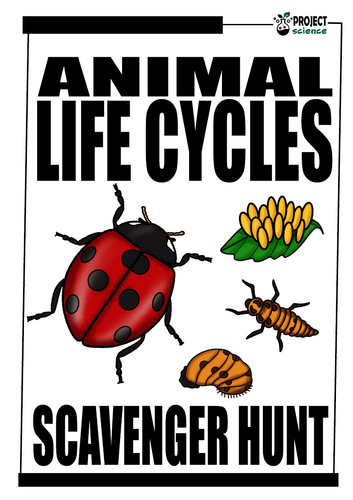 Animal Life Cycles Scavenger Hunt | Teaching Resources