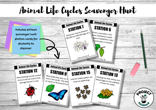 Animal Life Cycles Scavenger Hunt | Teaching Resources