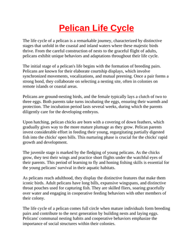 Pelican Life Cycle : Reading Comprehension with Multiple choice ...