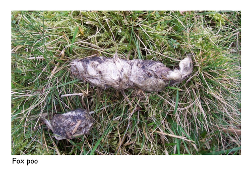 KS1 Science Animal Poo Investigation Working Scientifically | Teaching ...