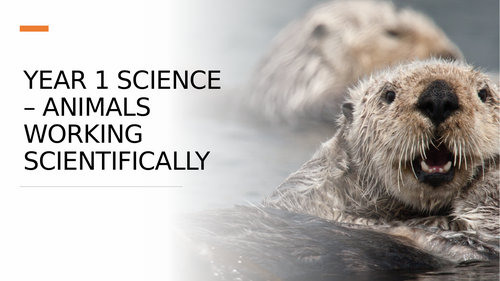 KS1 Science Animal Poo Investigation Working Scientifically | Teaching ...