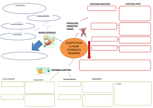 OCR A Level PE Exercise Physiology-aerobic capacity, strength and ...