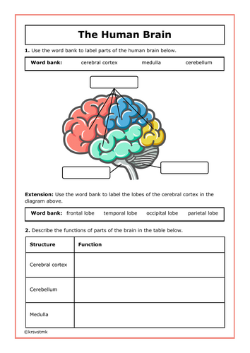 The Human Brain + Answers Included | Teaching Resources