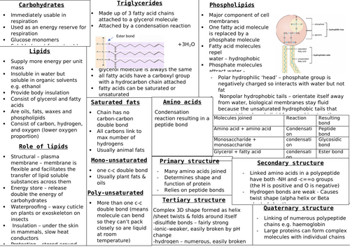 Biological molecules - Biology AQA A level revision posters | Teaching Resources