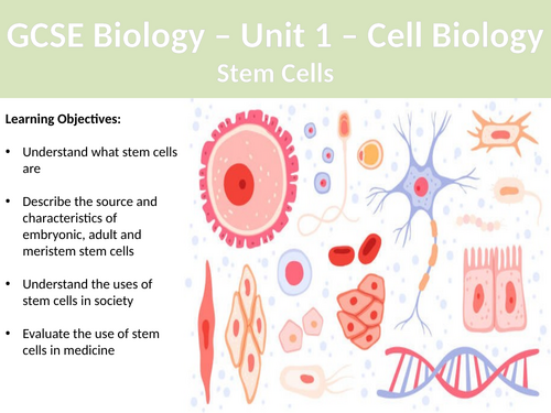 GCSE Biology - Stem Cells | Teaching Resources