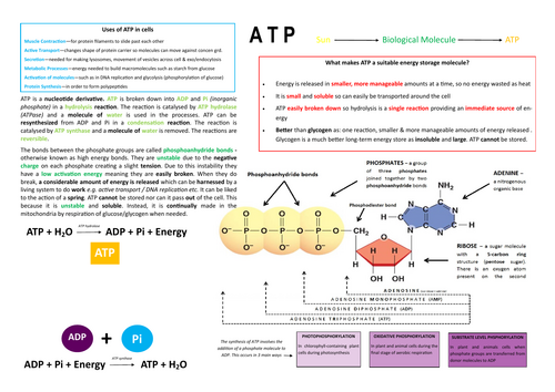 ATP Poster (AQA A-Level Biology 3.1.6) | Teaching Resources