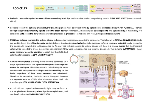 Rod & Cone Cells (AQA A-Level Biology 3.6.1.2) | Teaching Resources