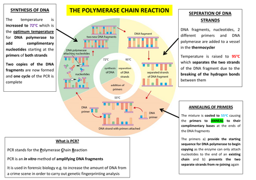 PCR Poster (AQA A-Level Biology 3.8.4.1) | Teaching Resources