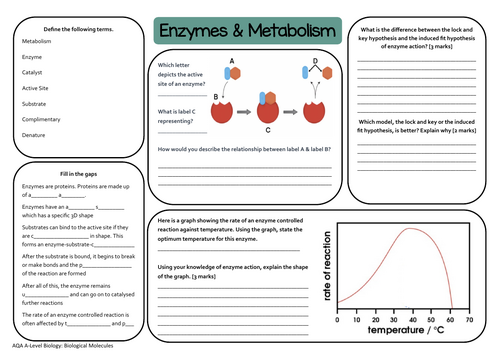 GCSE Biology - Enzymes & Metabolism | Teaching Resources
