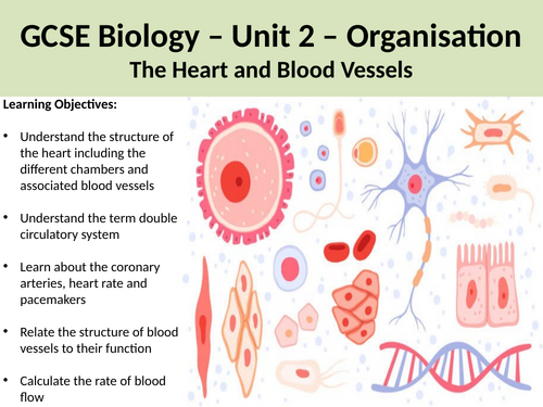 GCSE Biology - The Heart & Blood Vessels | Teaching Resources