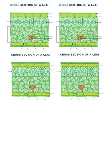 B6 Plant Nutrition IGCSE Biology L6 | Teaching Resources