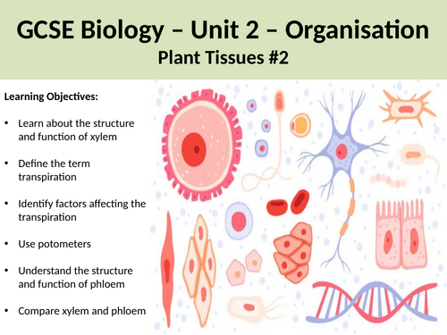 GCSE Biology - Plant Tissues #2 | Teaching Resources