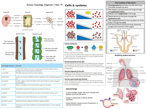 KS3 science revision knowledge organisers | Teaching Resources