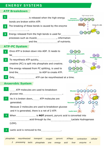 A Level PE - Energy Systems Worksheet and Answers | Teaching Resources