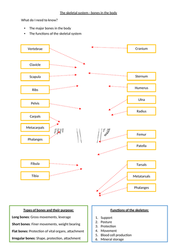 OCR GCSE PE - The skeletal system - bones in the body - Student ...