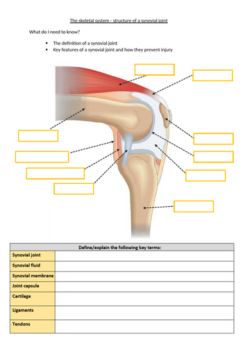 OCR GCSE PE - The skeletal system - structure of a synovial joint ...