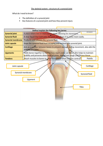 OCR GCSE PE - The skeletal system - structure of a synovial joint ...