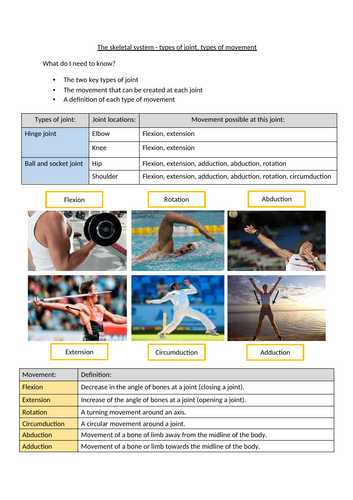 OCR GCSE PE - The skeletal system - types of joint, types of movement ...