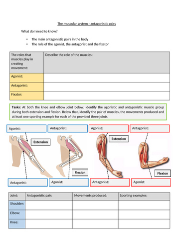 OCR GCSE PE - The muscular system - antagonistic pairs - Student ...