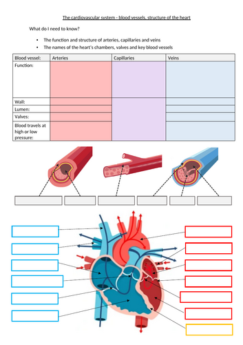 OCR GCSE PE - The cardiovascular system - blood vessels, structure of ...