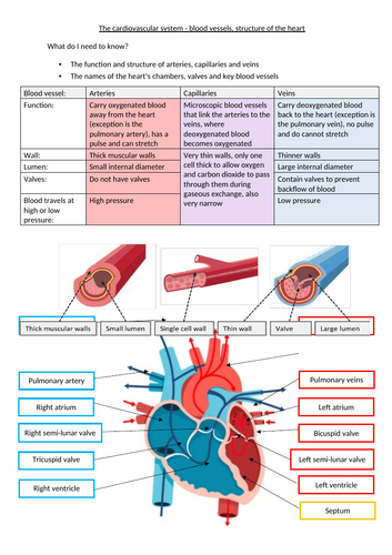 OCR GCSE PE - The cardiovascular system - blood vessels, structure of the heart - Student ...