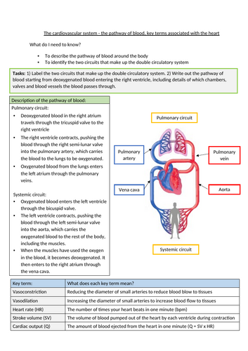 OCR GCSE PE - The cardiovascular system - the pathway of blood, key ...