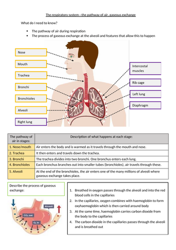OCR GCSE PE - The respiratory system - the pathway of air, gaseous ...