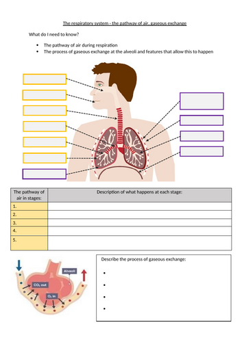 OCR GCSE PE - The respiratory system - the pathway of air, gaseous ...