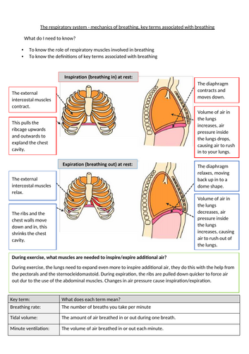 OCR GCSE PE - The respiratory system - mechanics of breathing, key ...