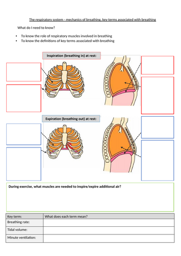 OCR GCSE PE - The respiratory system - mechanics of breathing, key ...