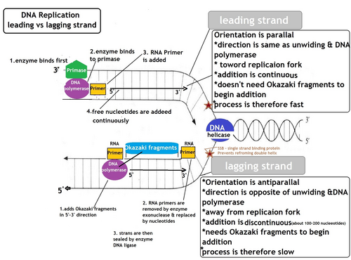 DNA Replication:Leading Vs Lagging strand Diagram | Teaching Resources
