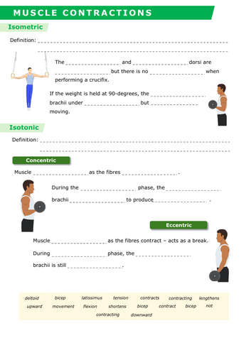 A Level PE - Muscle Contractions Worksheet and Answers | Teaching Resources