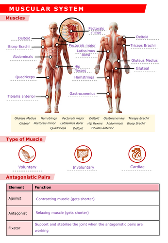 A Level PE - Muscular Systems Worksheets and Answers | Teaching Resources