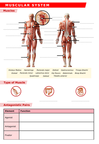 A Level PE - Muscular Systems Worksheets and Answers | Teaching Resources