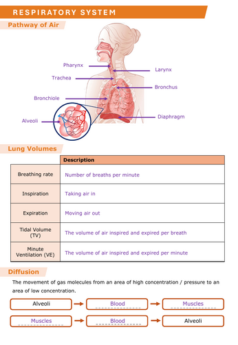 A Level PE - Respiratory System Worksheets and Answers. | Teaching ...