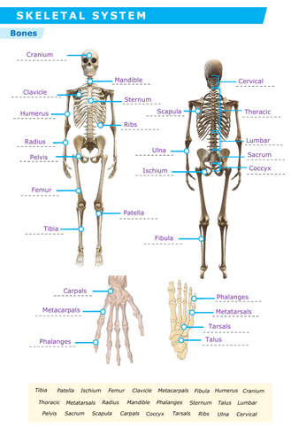 A Level PE - Skeletal System Worksheets and Answers | Teaching Resources