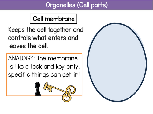 Plant and Animal Cell -Cambridge Lower, 7a Exploring Science | Teaching ...