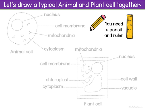 Plant and Animal Cell -Cambridge Lower, 7a Exploring Science | Teaching ...